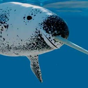 narval - Supercurioso