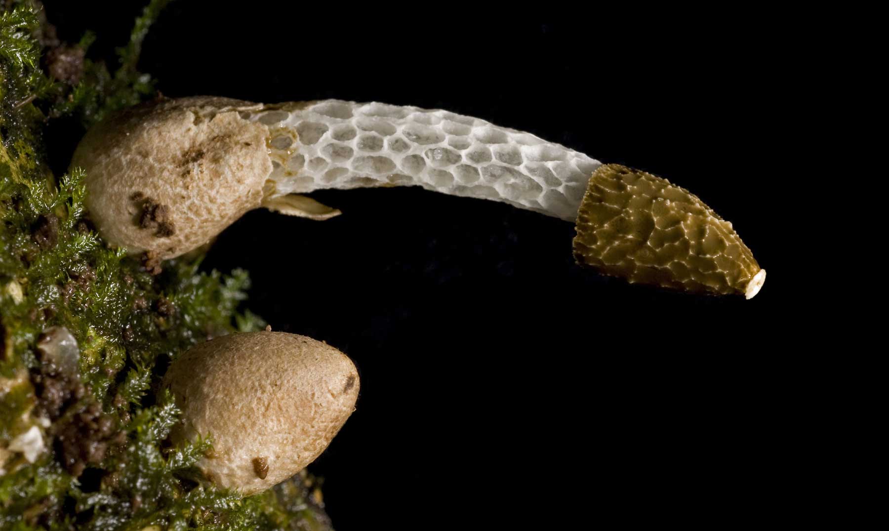 Los curiosos hongos fálicos