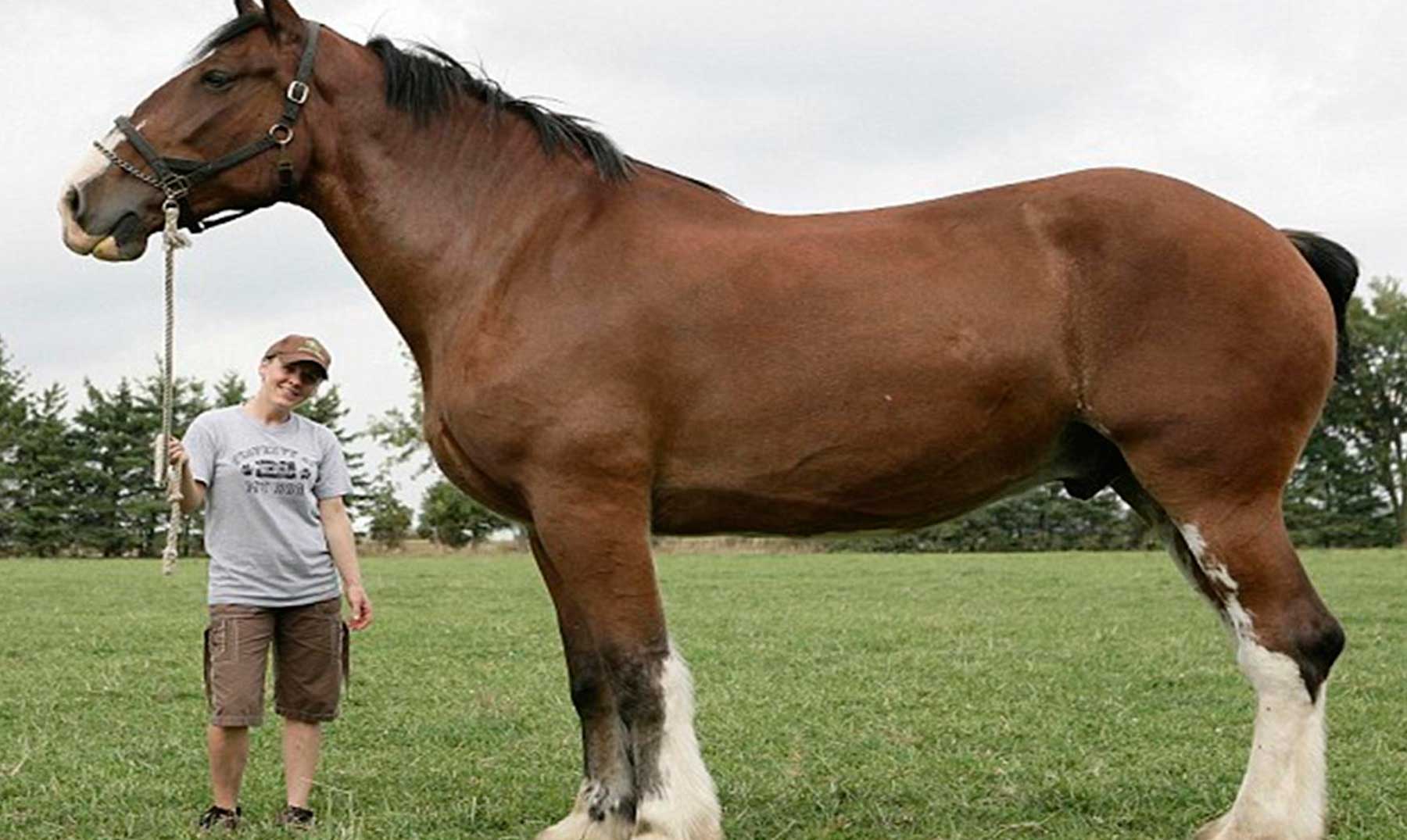 Poe, el caballo más grande del mundo
