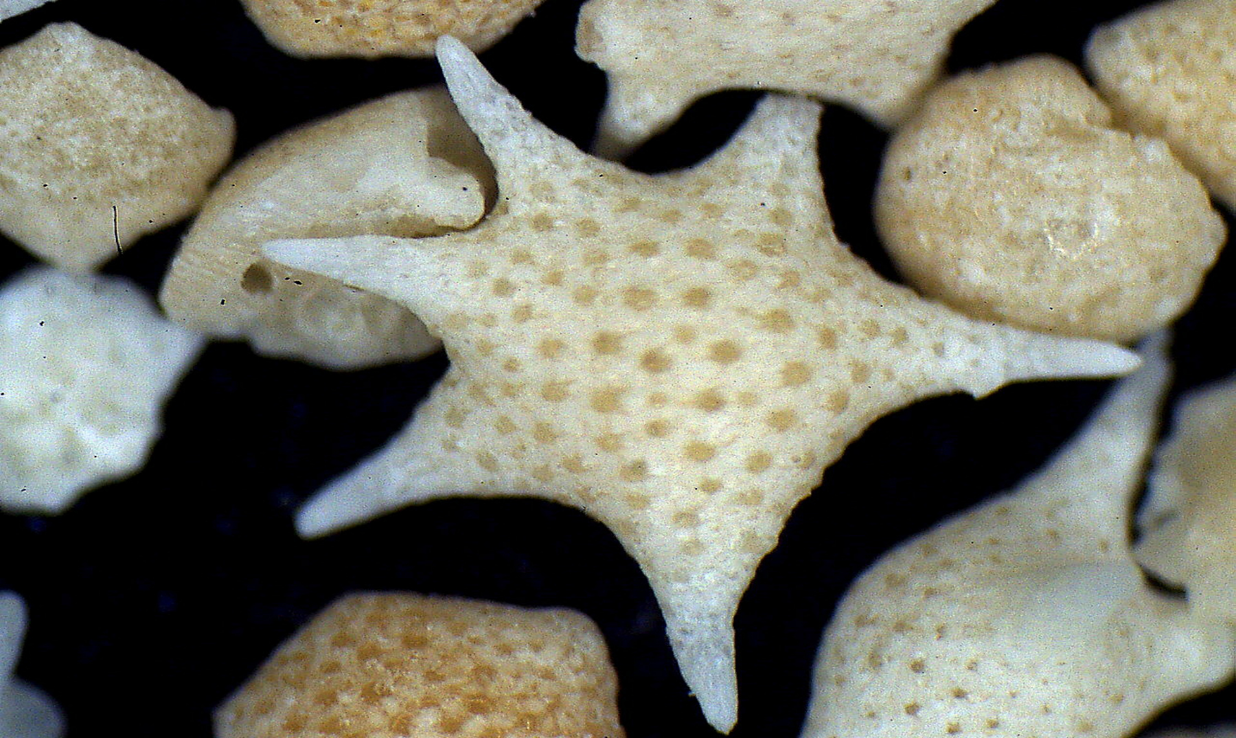 La playa con arena de estrellas - Supercurioso