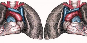 ¿Qué es situs inversus? | Cuando los órganos están al revés
