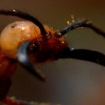 La hormiga legionaria o "marabunta", temibles cazadoras - Supercurioso