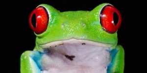 ¿Por qué nos salen los ojos rojos en algunas fotografías con flash?