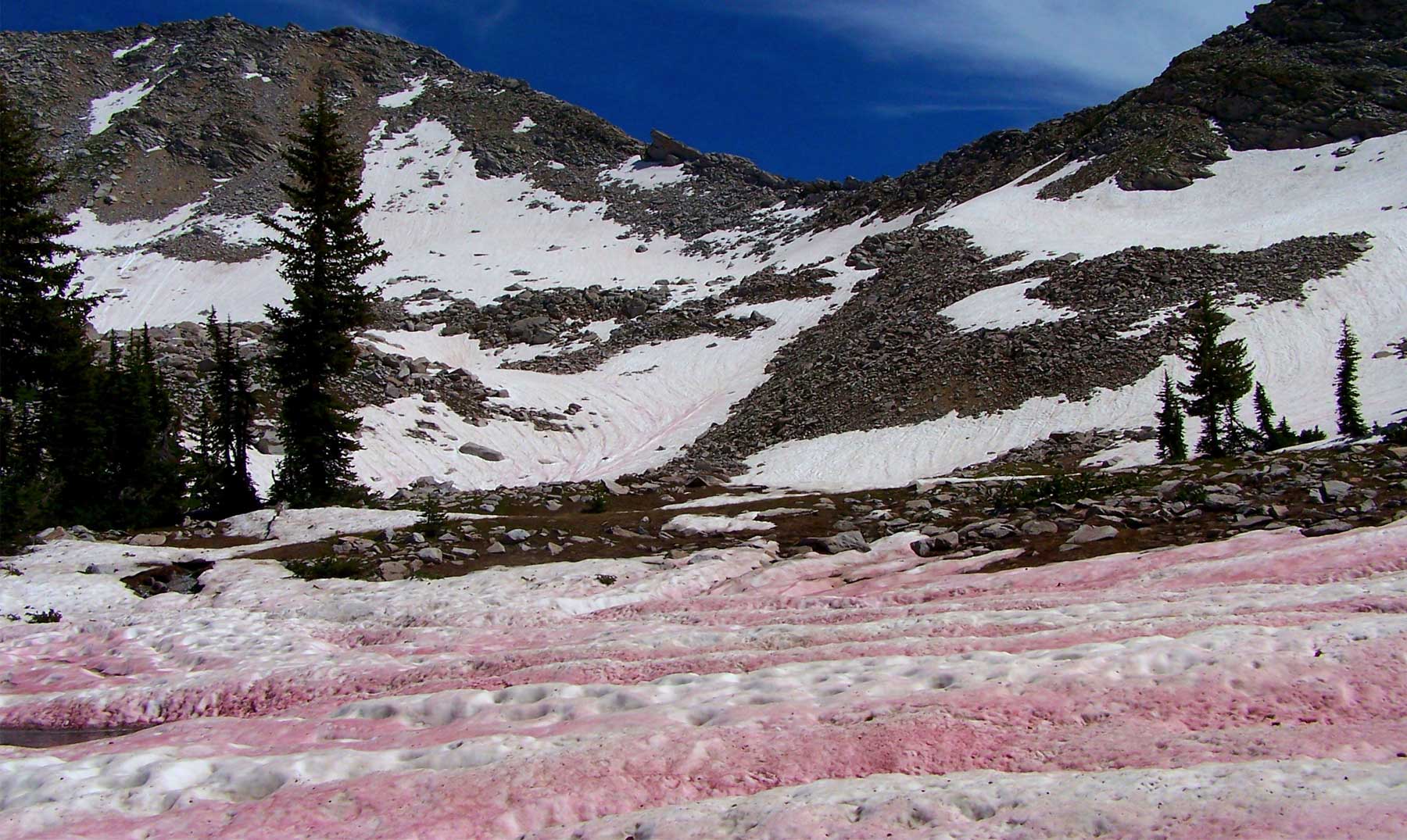 El fenómeno de la nieve rosa