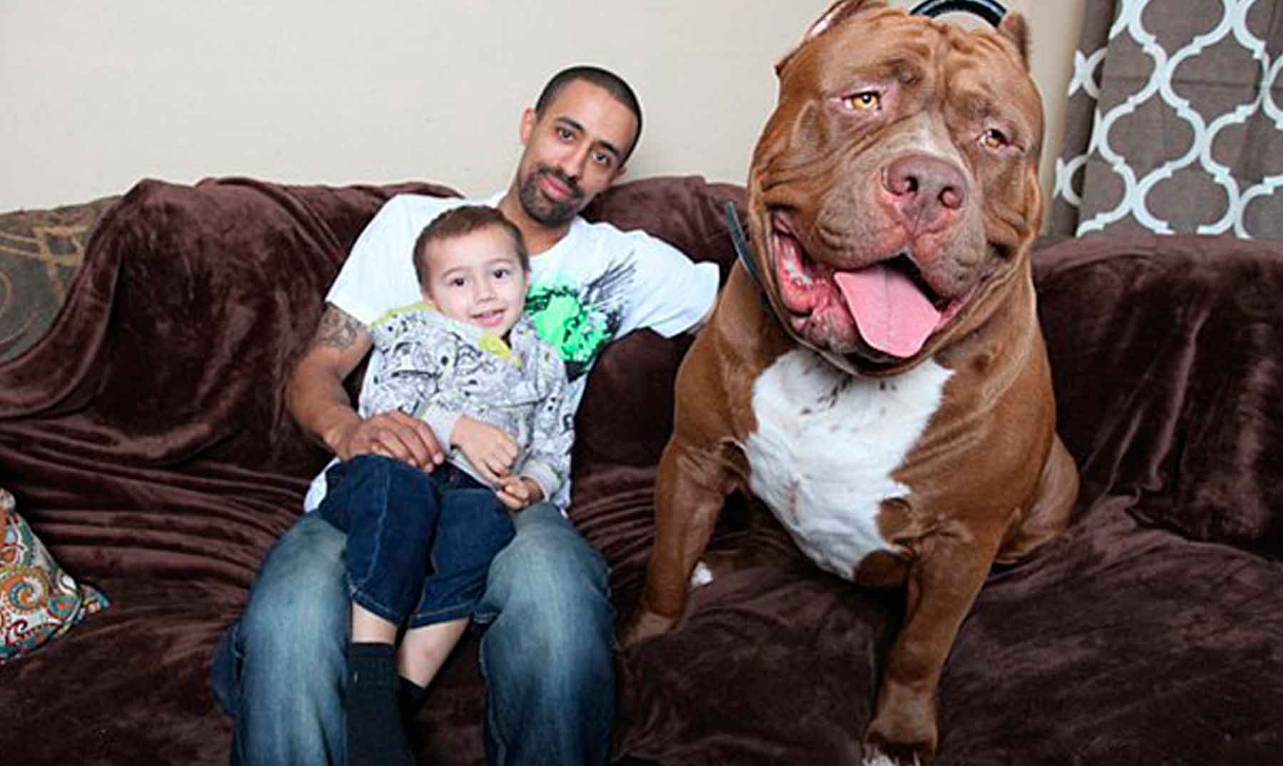 Hulk: El perro gigante de más de 78 Kg de peso