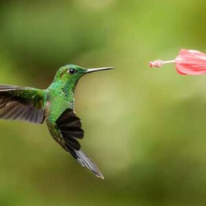 colibri-durmiendo - Supercurioso