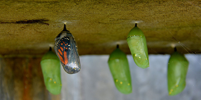Las dos vidas de la mariposa monarca