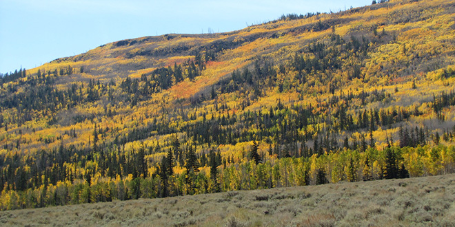 Pando, el ser vivo más grande y pesado del mundo