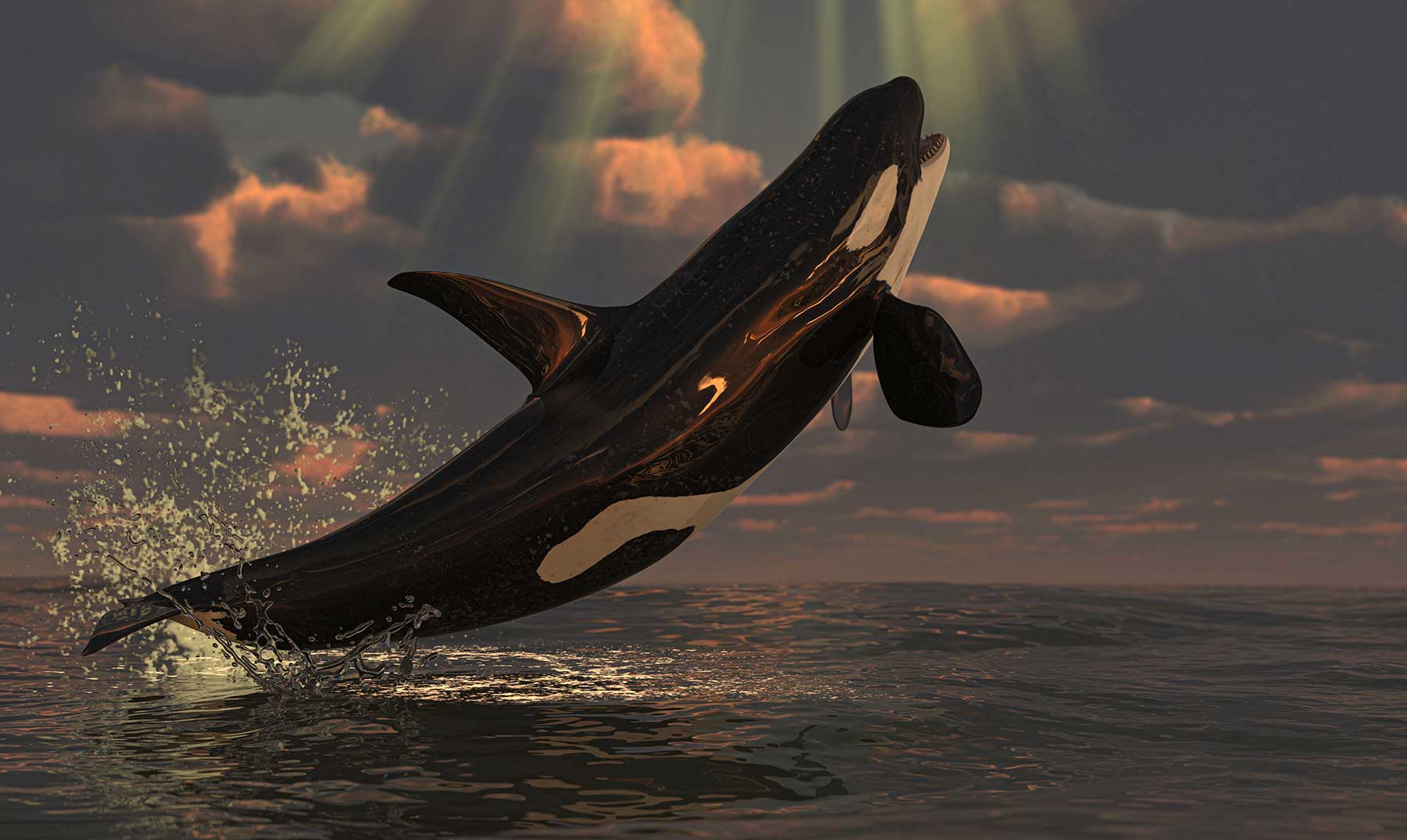 curiosidades-de-las-orcas - Supercurioso