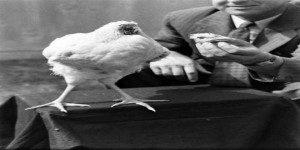 El misterio del pollo sin cabeza