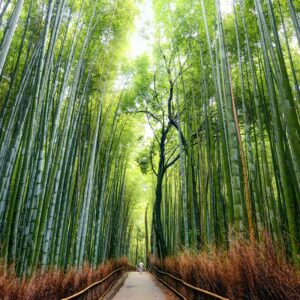 metafora-del-bambu-japones - Supercurioso