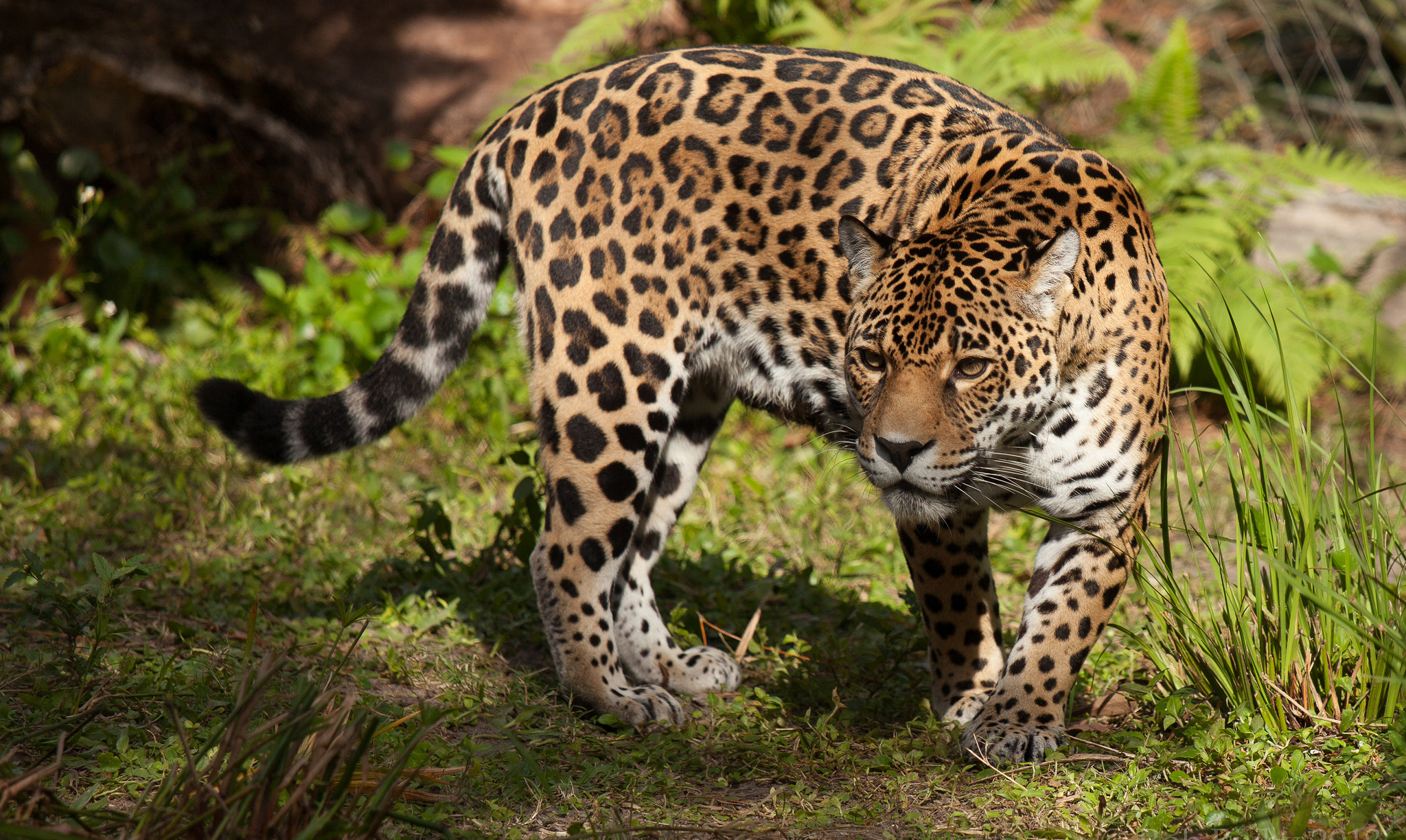 ¿Se drogan los jaguares con ayahuasca? ¿Se drogan los jaguares con ayahuasca?