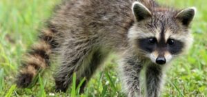 10 Curiosidades del mapache | Una especie muy curiosa