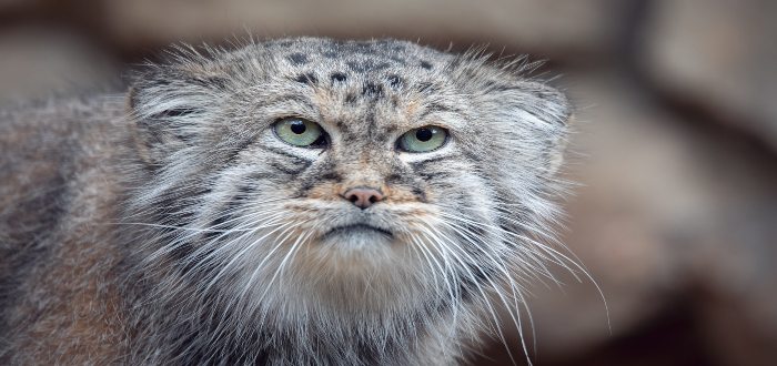 Gato Manul | El felino más expresivo del planeta - Supercurioso