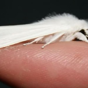 Descubre a la polilla que parece una pequeña "hada" - Supercurioso