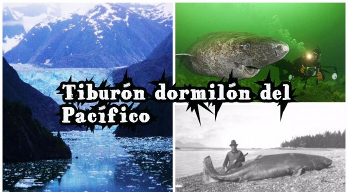 Tiburón dormilón Archives - Supercurioso