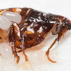 pulga de la rata negra - Supercurioso