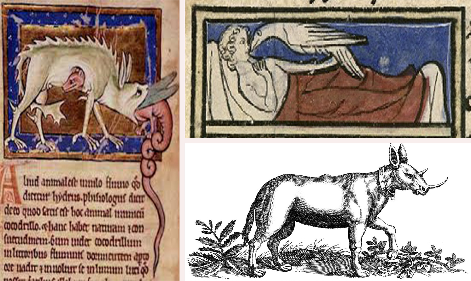 7 Criaturas Fascinantes De Los Bestiarios Medievales 7 Criaturas Fascinantes De Los Bestiarios Medievales