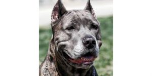 "Canes terribles": sangrientas masacres de los españoles en las Américas