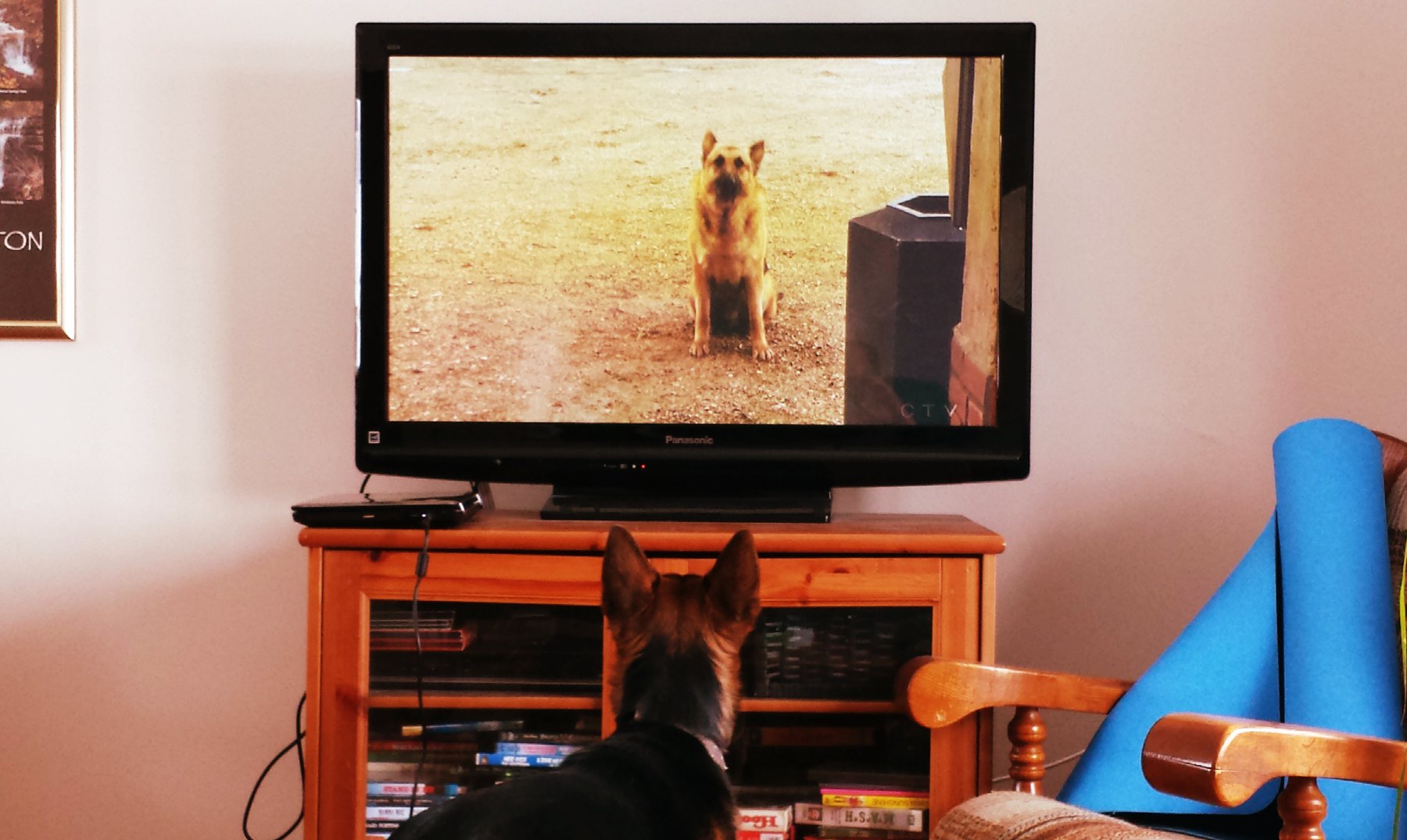 los perros ven la televisión - Supercurioso