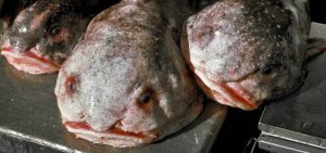 Pez Borrón | ¿Es el pez más feo del mundo? ¡Descúbrelo!