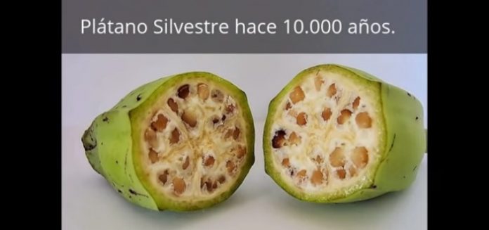¿Cómo eran las frutas y las verduras antes de nuestros cultivos?