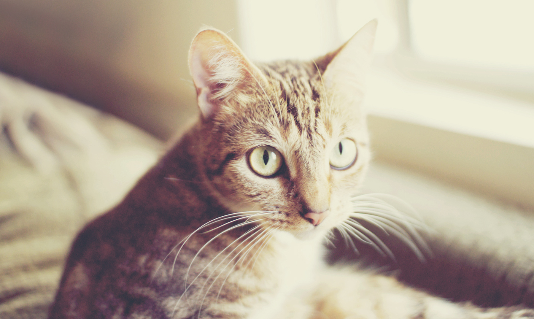 Gatos Famosos Do Instagram
