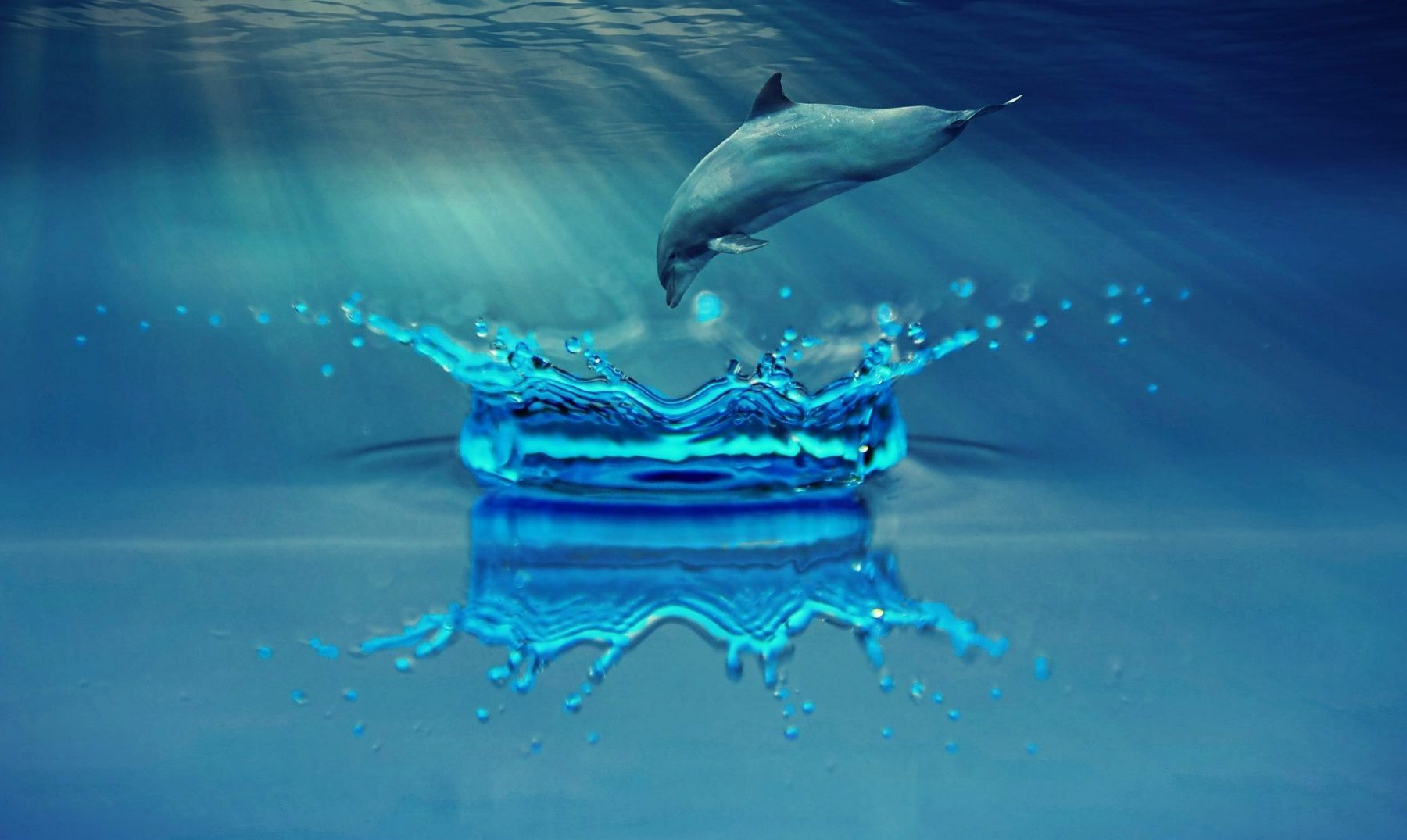 Lo científicos dieron LSD a delfines y esto es lo que descubrieron