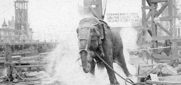 Topsy, la elefanta que electrocutó Edison para hundir a Tesla