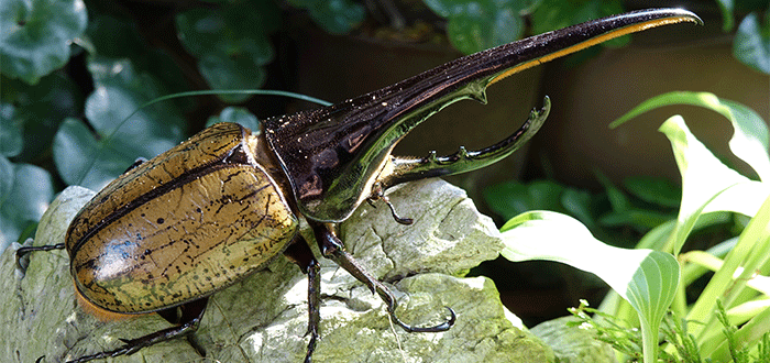 Los insectos mas grandes del mundo | Especies increíbles