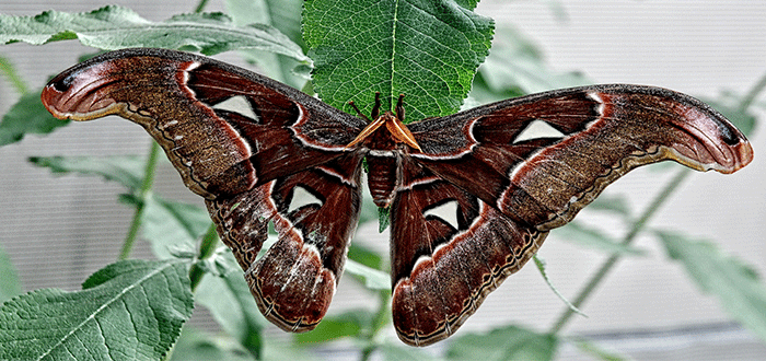 Los insectos mas grandes del mundo | Especies increíbles