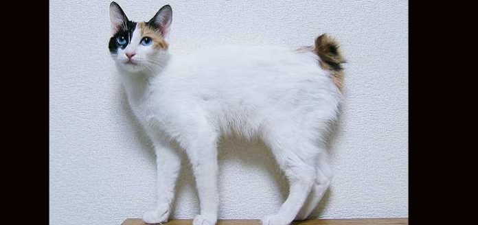 La leyenda de los Bakeneko, los temibles gatos de Japón