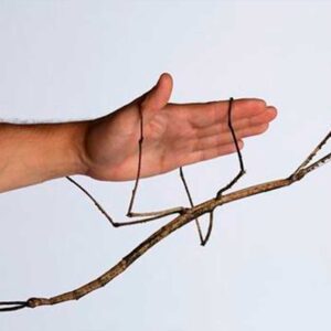 insecto palo gigante - Supercurioso