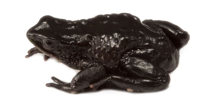 La Rana Jambato | La especie que regresó de la extinción