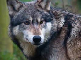 Curiosidades rápidas Archives - Supercurioso