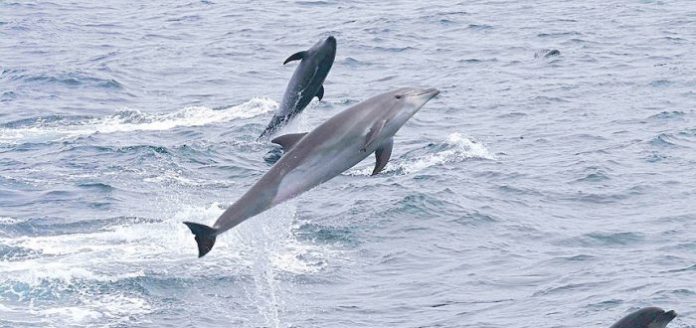 El mecanismo de los delfines hembra para protegerse de los machos