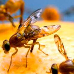 Animales enviados al espacio. Su historia - Supercurioso