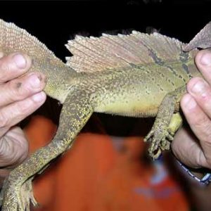 Basilisco, 10 curiosidades sobre este ser mitológico - Supercurioso