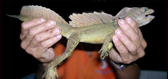 Basilisco | 10 curiosidades sobre este ser mitológico