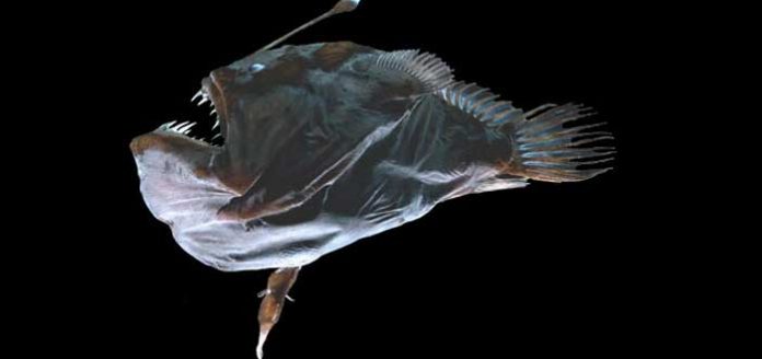 20 Curiosidades de los peces que te encantará saber