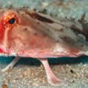 Pez murciélago de labios rojos, animales más feos - Supercurioso