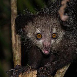 Pez murciélago de labios rojos, animales más feos - Supercurioso