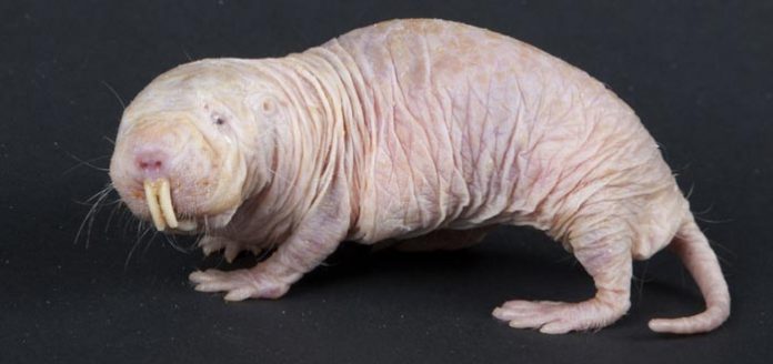 Los 10 Animales más feos del mundo | Criaturas raras que te sorprenderán