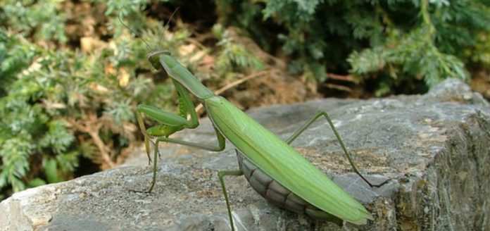 Mantis religiosa. ¿Qué sabes de estos curiosos animales?