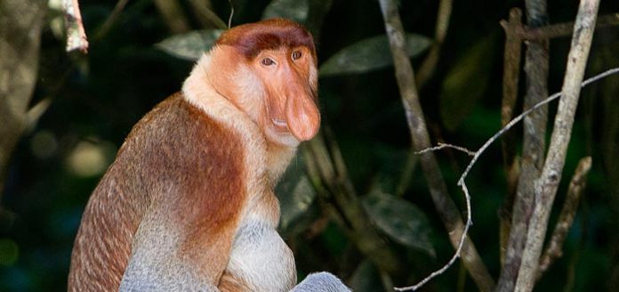 Los 10 Animales más feos del mundo | Criaturas raras que te sorprenderán