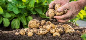 Alimentos más peligrosos | 15 Alimentos que su veneno podría matarte