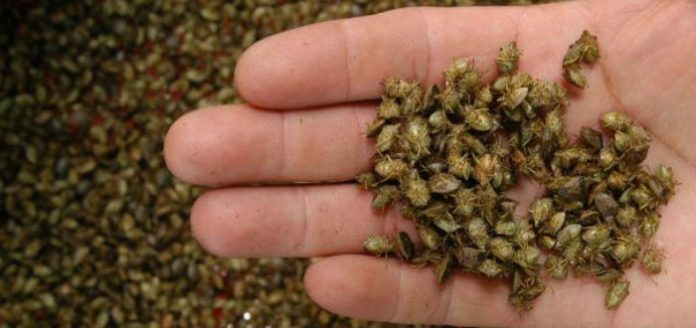 Insectos comestibles. ¿Cuáles son? ¿Cómo se preparan?