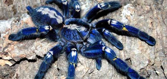 Ven y conoce a la Poecilotheria Metallica: la exótica y preciosa ...