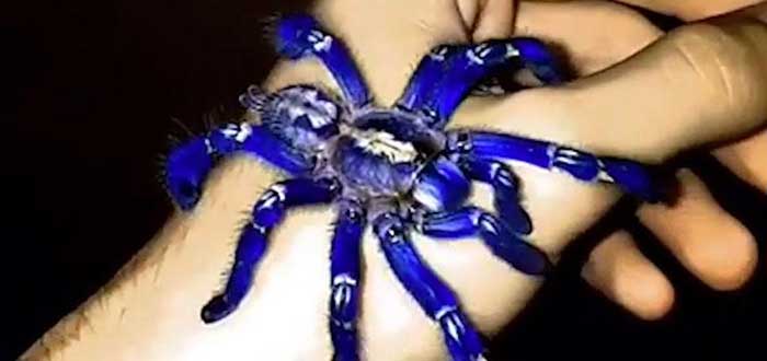 Ven y conoce a la Poecilotheria Metallica: la exótica y preciosa ...