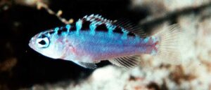 Serranus Tortugarum | El pez que cambia de sexo 20 veces al día